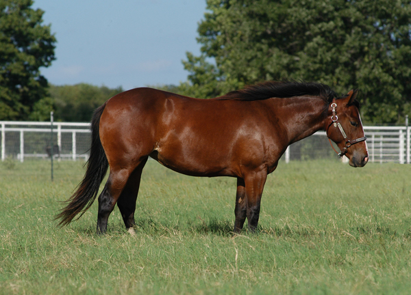 M/R Cutting Horses - Sale Horses