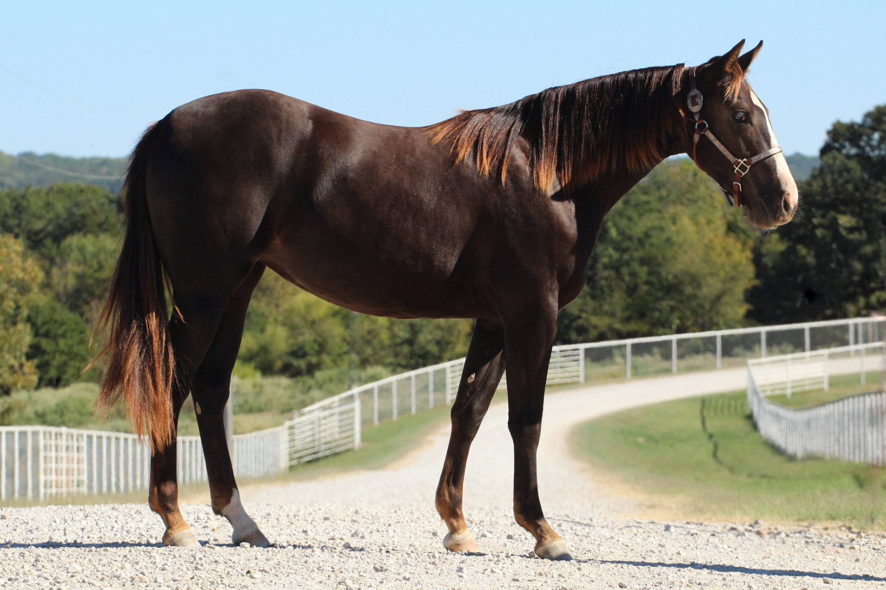 M/R Cutting Horses - Sale Horses